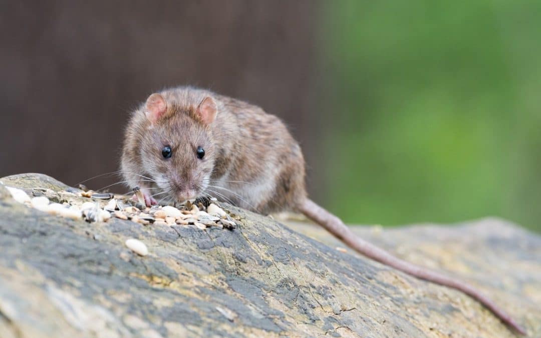 How Much Does It Really Cost to Repair Rodent Damage in Insulation ...